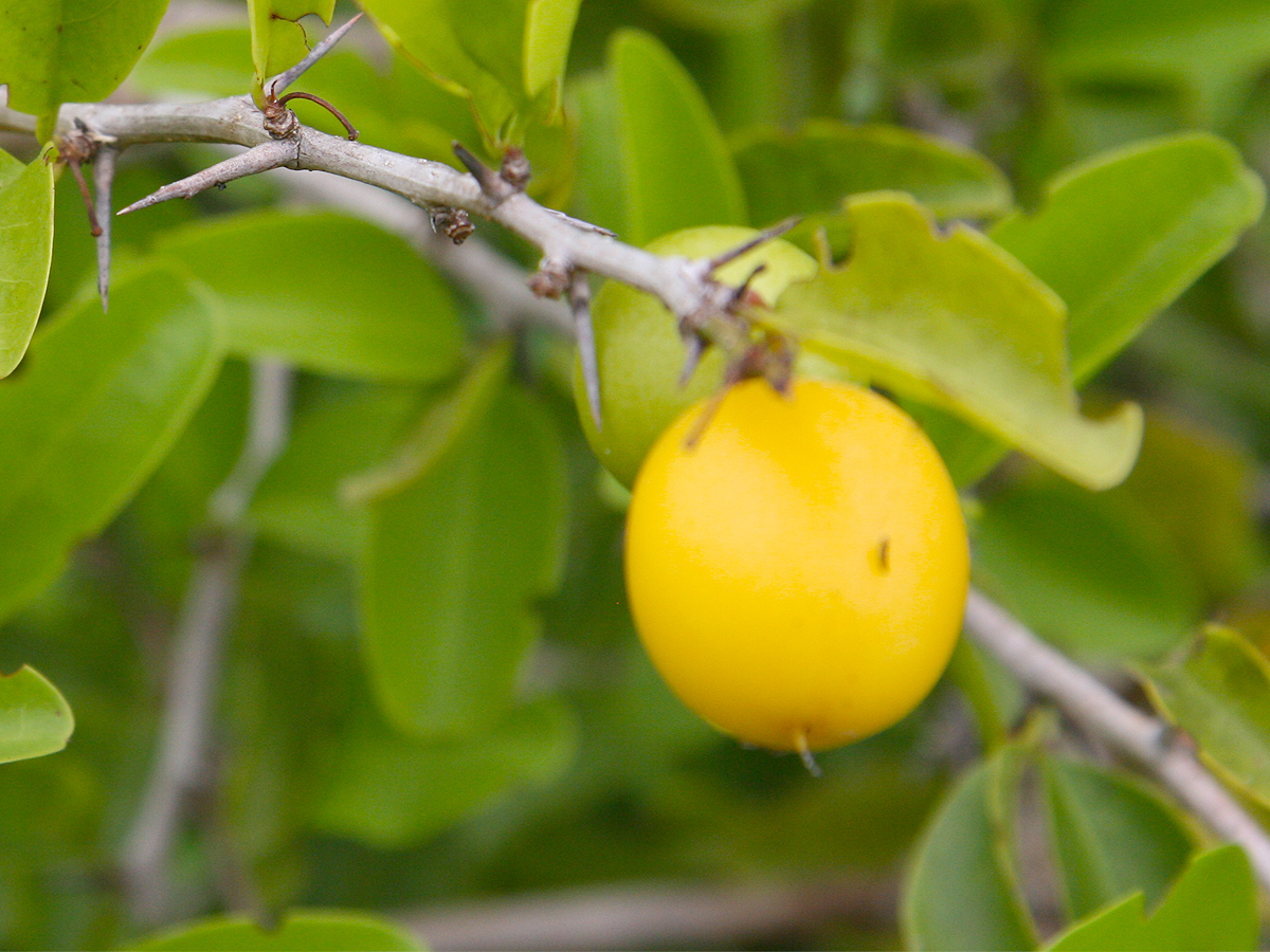 Drupe – Enjoy the Oslo Riverfront Conservation Area