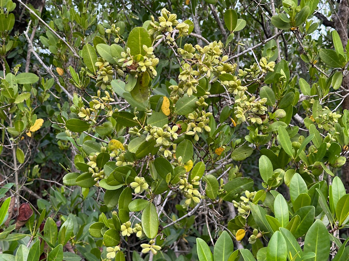 Propagules – Enjoy the Oslo Riverfront Conservation Area