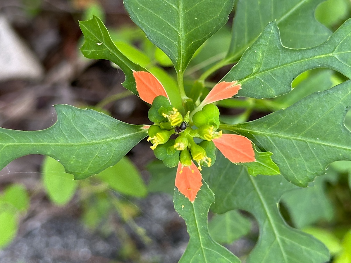 Our Native Poinsettia – Enjoy the Oslo Riverfront Conservation Area