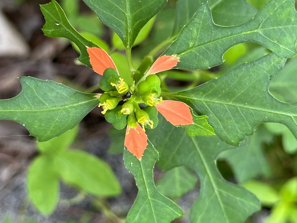 Our Native Poinsettia – Enjoy the Oslo Riverfront Conservation Area