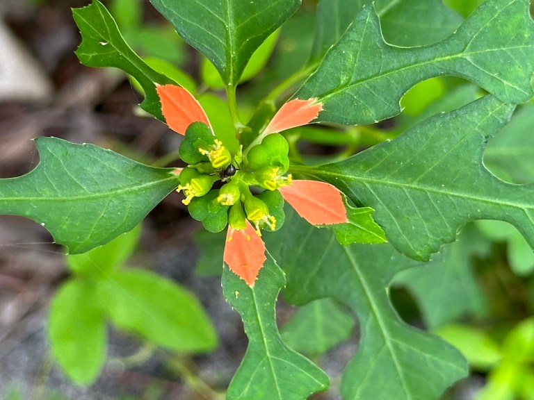 Our Native Poinsettia – Enjoy the Oslo Riverfront Conservation Area