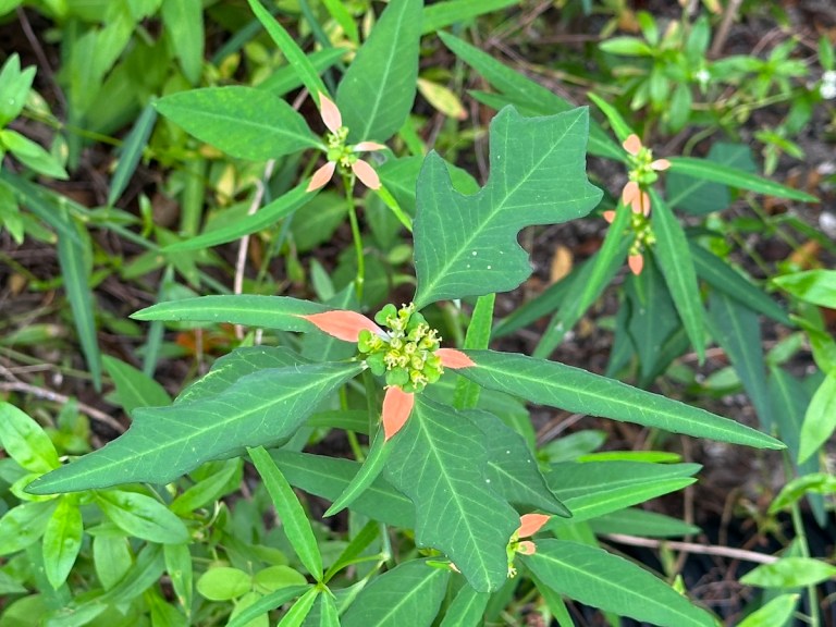 Our Native Poinsettia – Enjoy the Oslo Riverfront Conservation Area