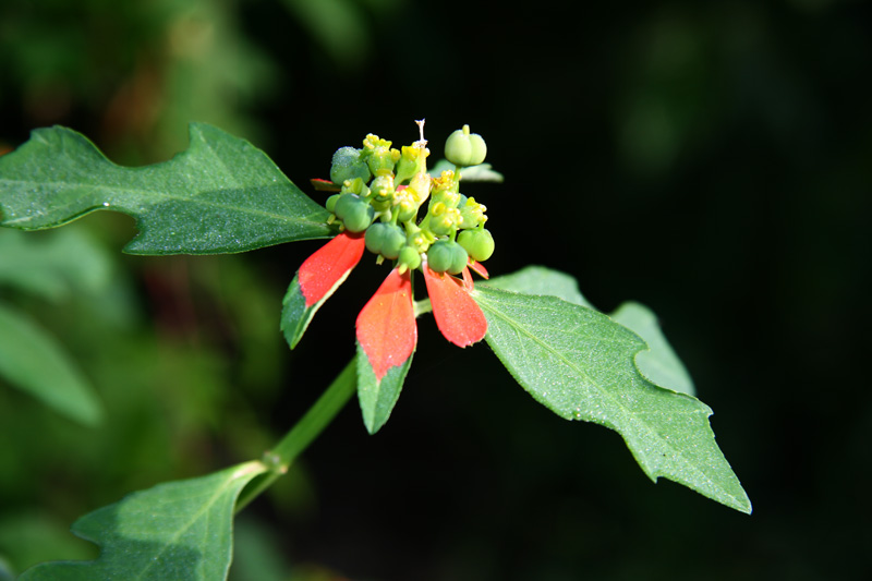 Our Native Poinsettia – Enjoy the Oslo Riverfront Conservation Area