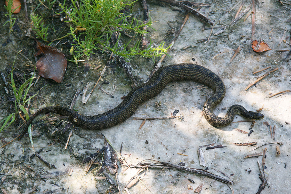 Florida Banded Water Snake – Enjoy the Oslo Riverfront Conservation Area