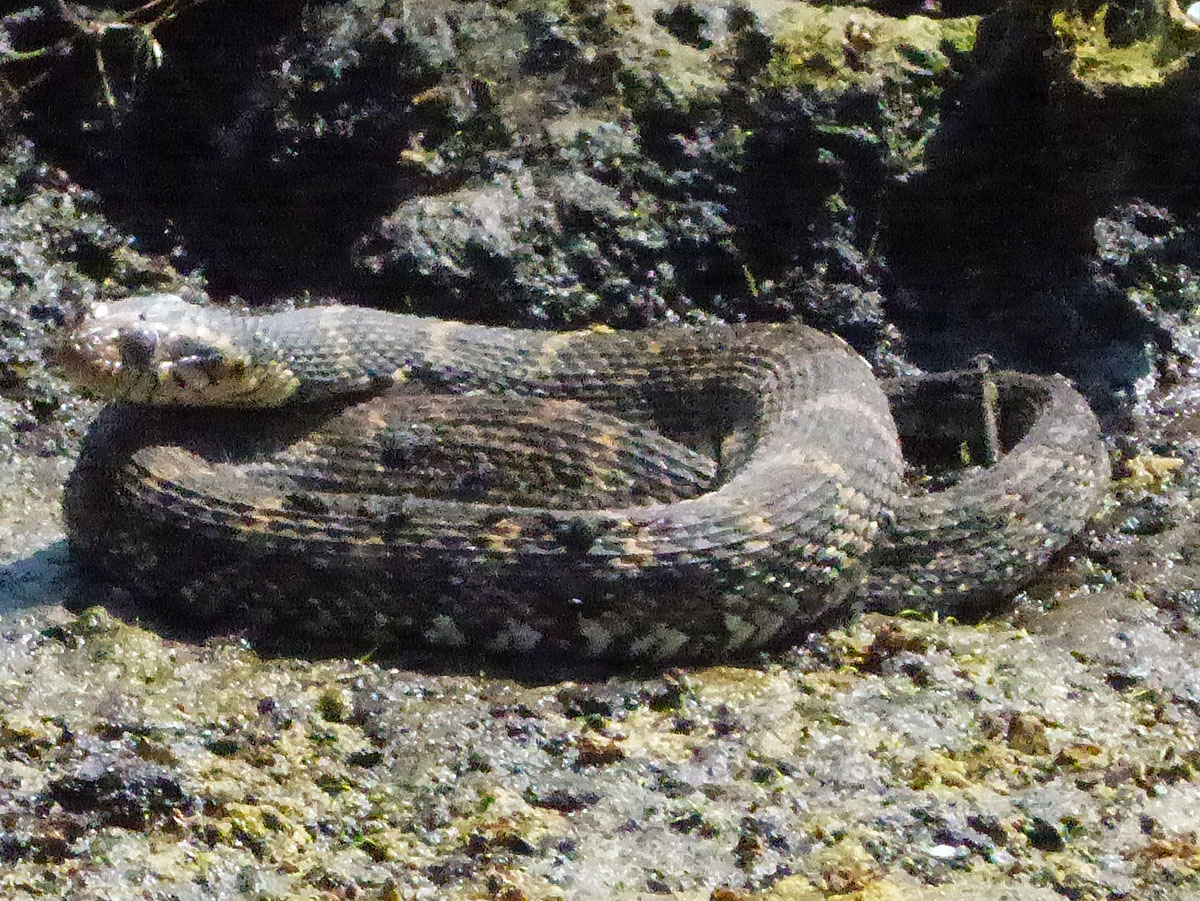 Florida Banded Water Snake – Enjoy the Oslo Riverfront Conservation Area