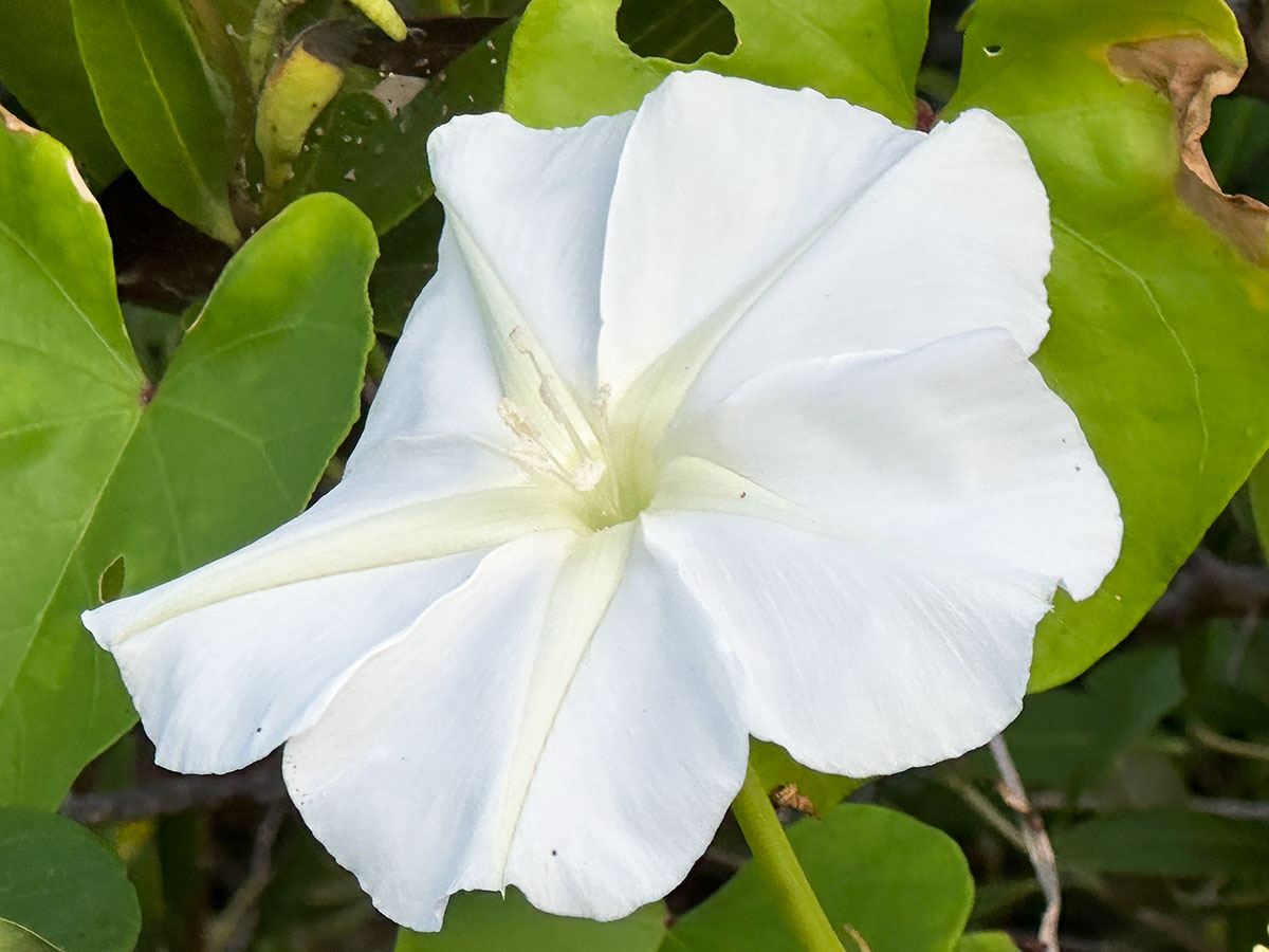 Weeds of Wednesday: Moonflower – Enjoy the Oslo Riverfront Conservation ...