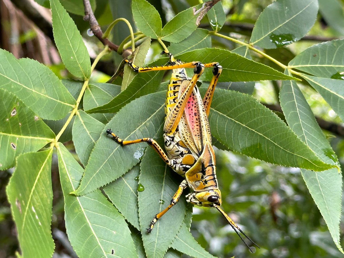 Lots of Lubbers – Enjoy the Oslo Riverfront Conservation Area