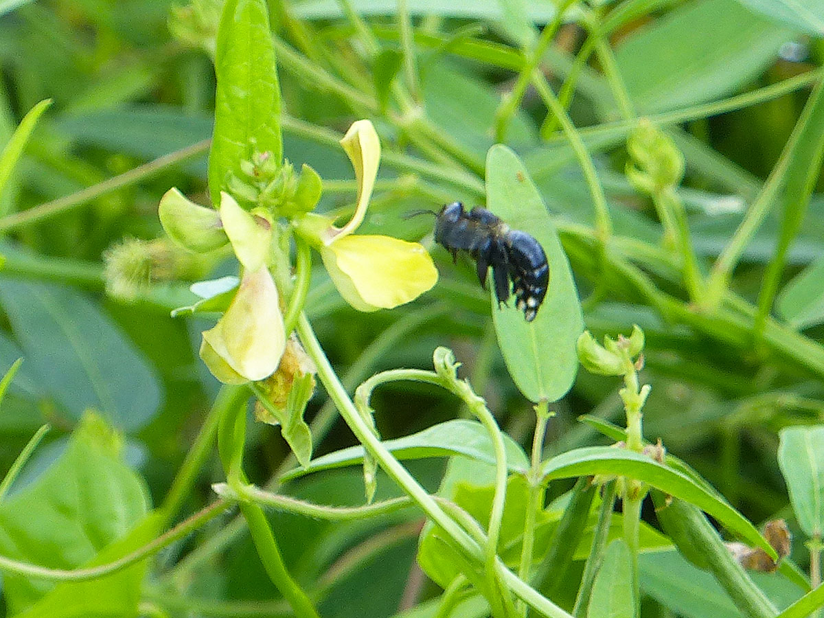Happy National Pollinator Week: Bee Kind! – Enjoy the Oslo Riverfront ...