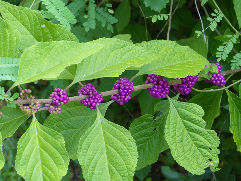 Callicarpa & Callicarpenal – Enjoy the Oslo Riverfront Conservation Area