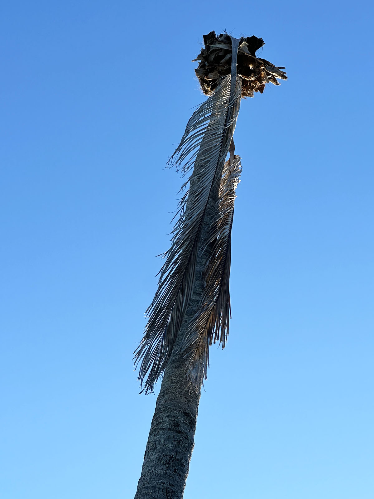 Killer! Lethal Bronzing – Enjoy the Oslo Riverfront Conservation Area