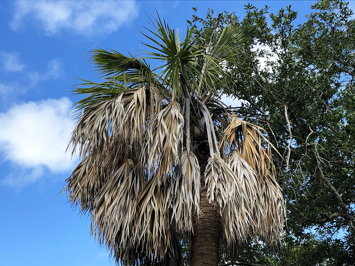 Killer! Lethal Bronzing – Enjoy the Oslo Riverfront Conservation Area