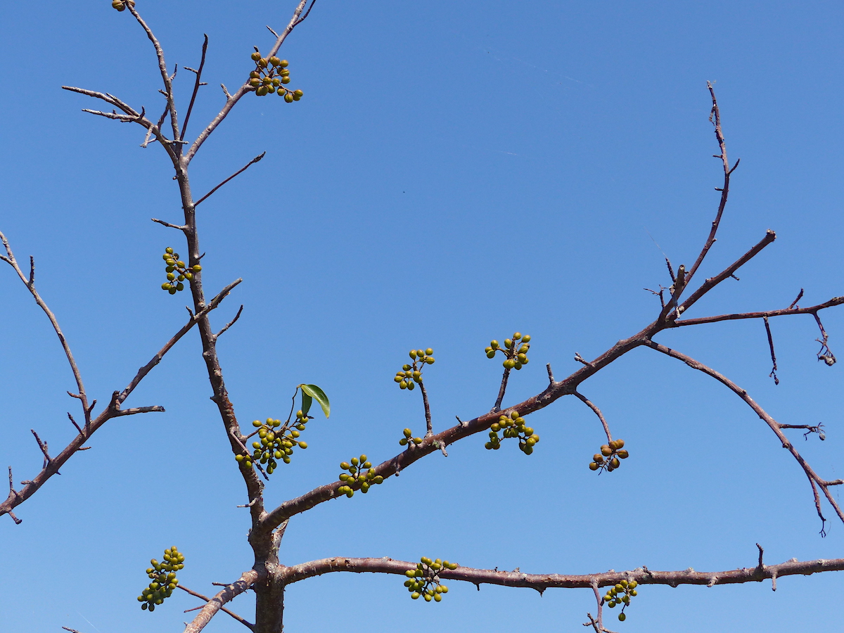Gumbo Limbo – Winter Fruits – Enjoy the Oslo Riverfront Conservation Area