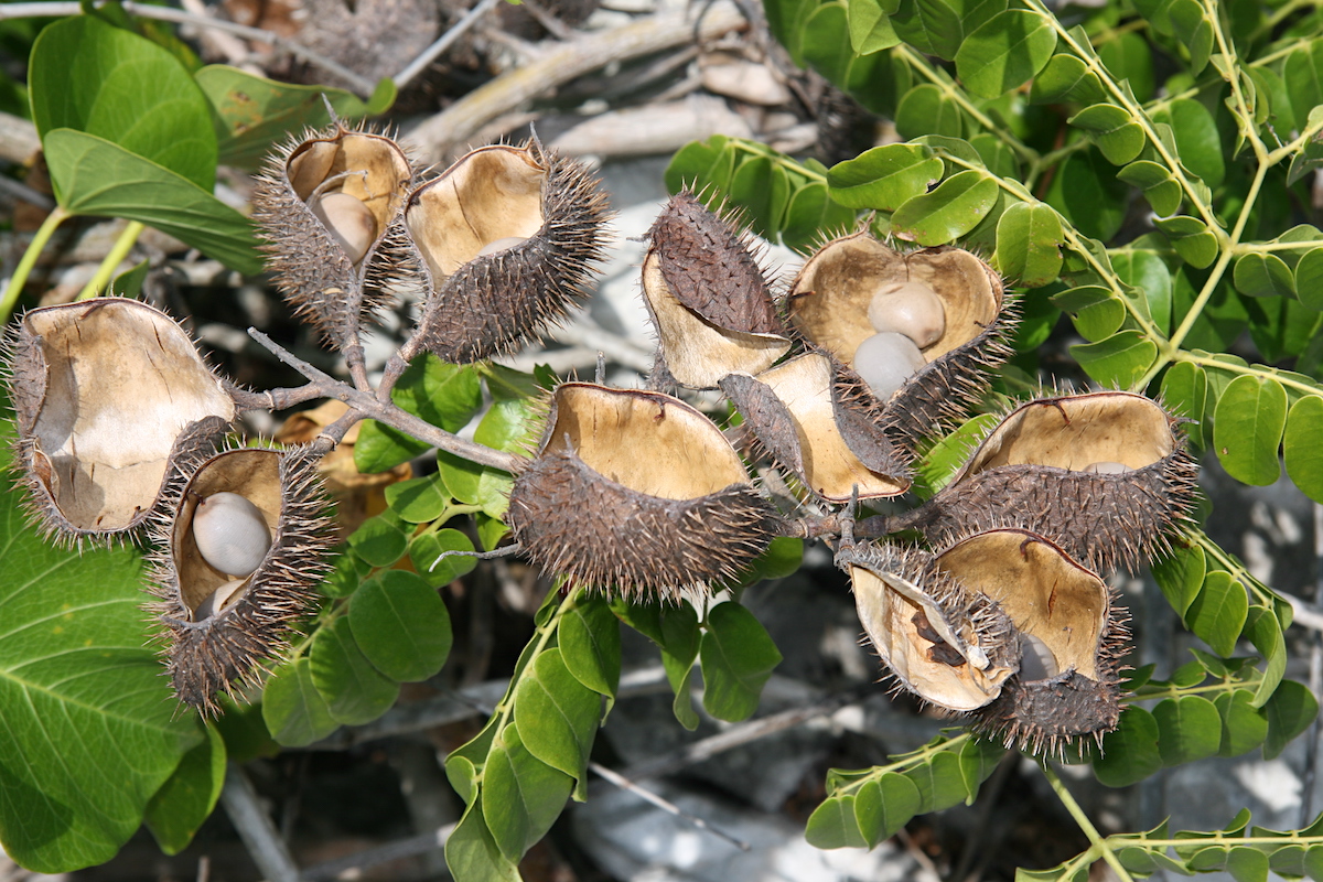 Seabean #1: Nickernut – Enjoy the Oslo Riverfront Conservation Area